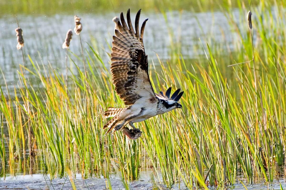 Turbulent liefdesleven voor visarend - Animals Today