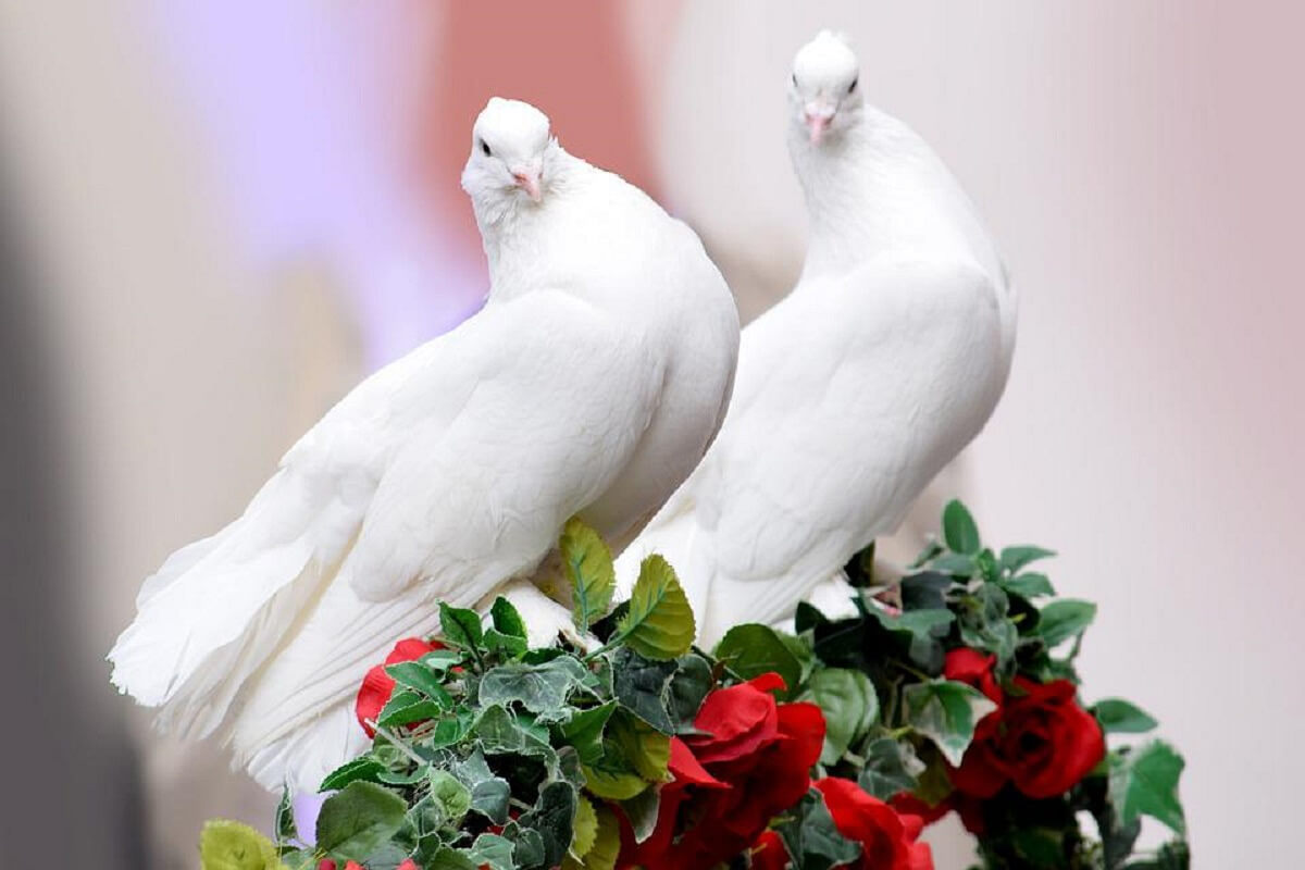 Duivensport is 'duifje pesten' - Animals Today
