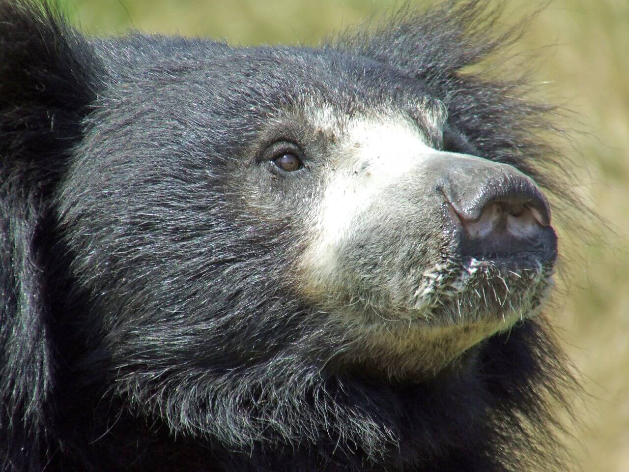#GNvdD: Dansende Baloo gered uit handen smokkelaars India - Animals Today