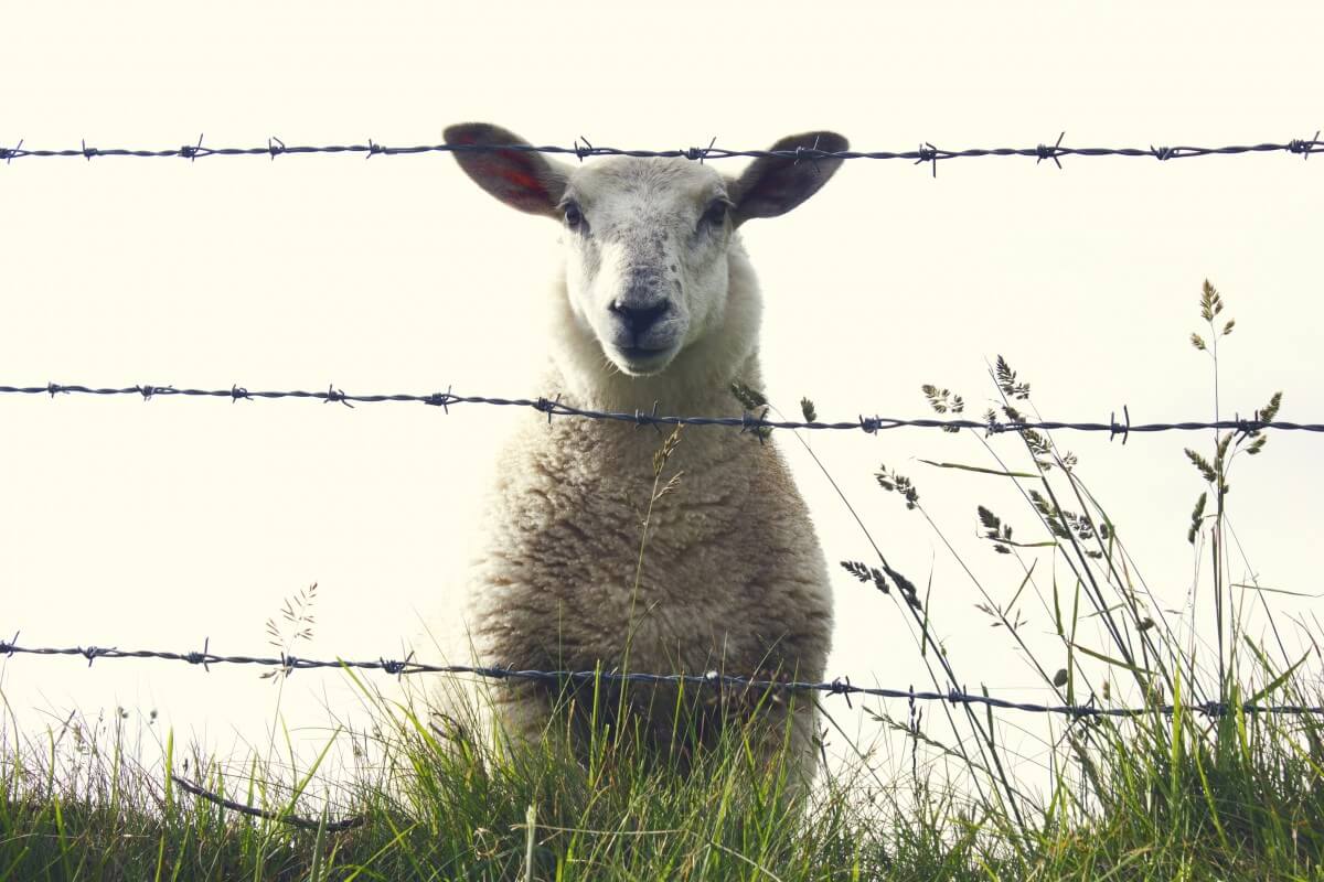 Schaapje, schaapje, heb je witte wol? - Animals Today