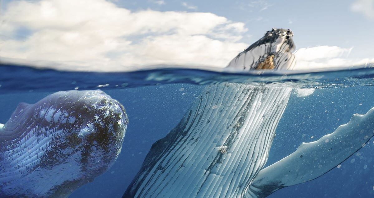 Walvis is grootste consument van plastic microdeeltjes - Animals Today