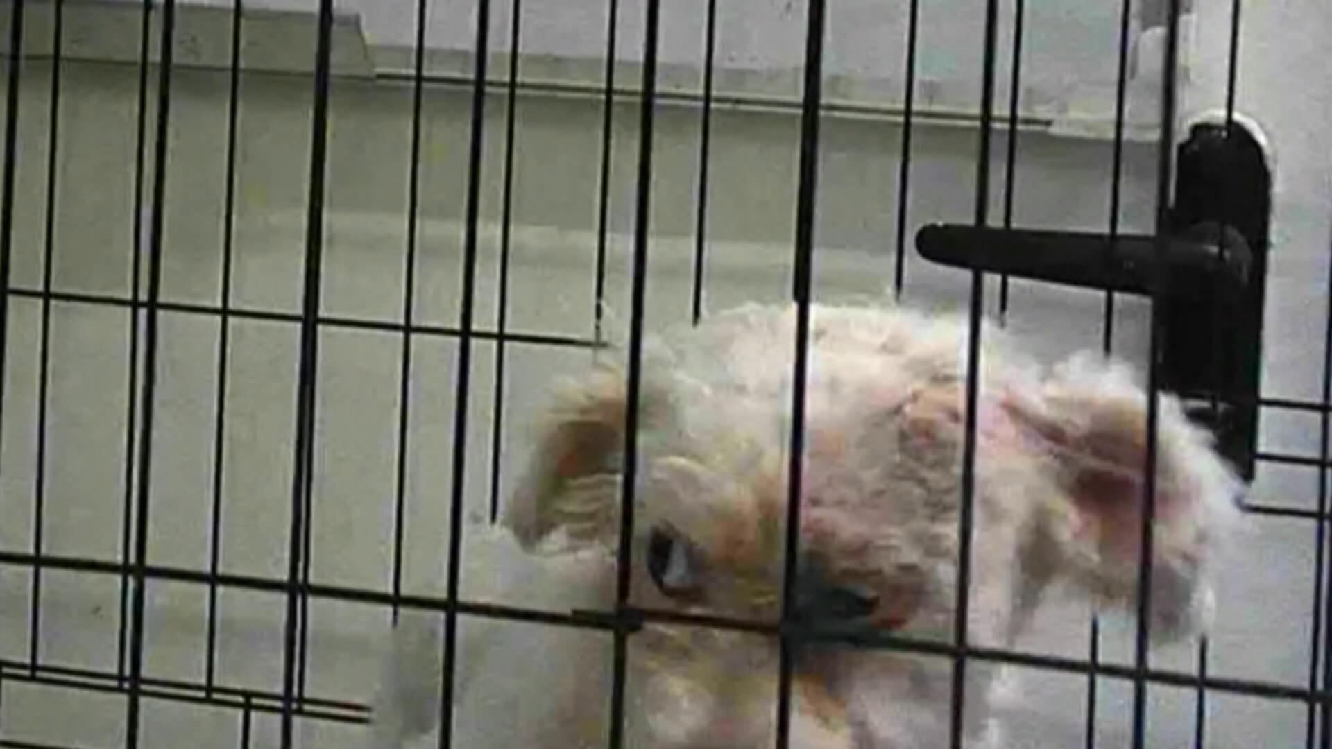 Paul Bours: De NVWA en de hondenfokker uit Eersel - Animals Today