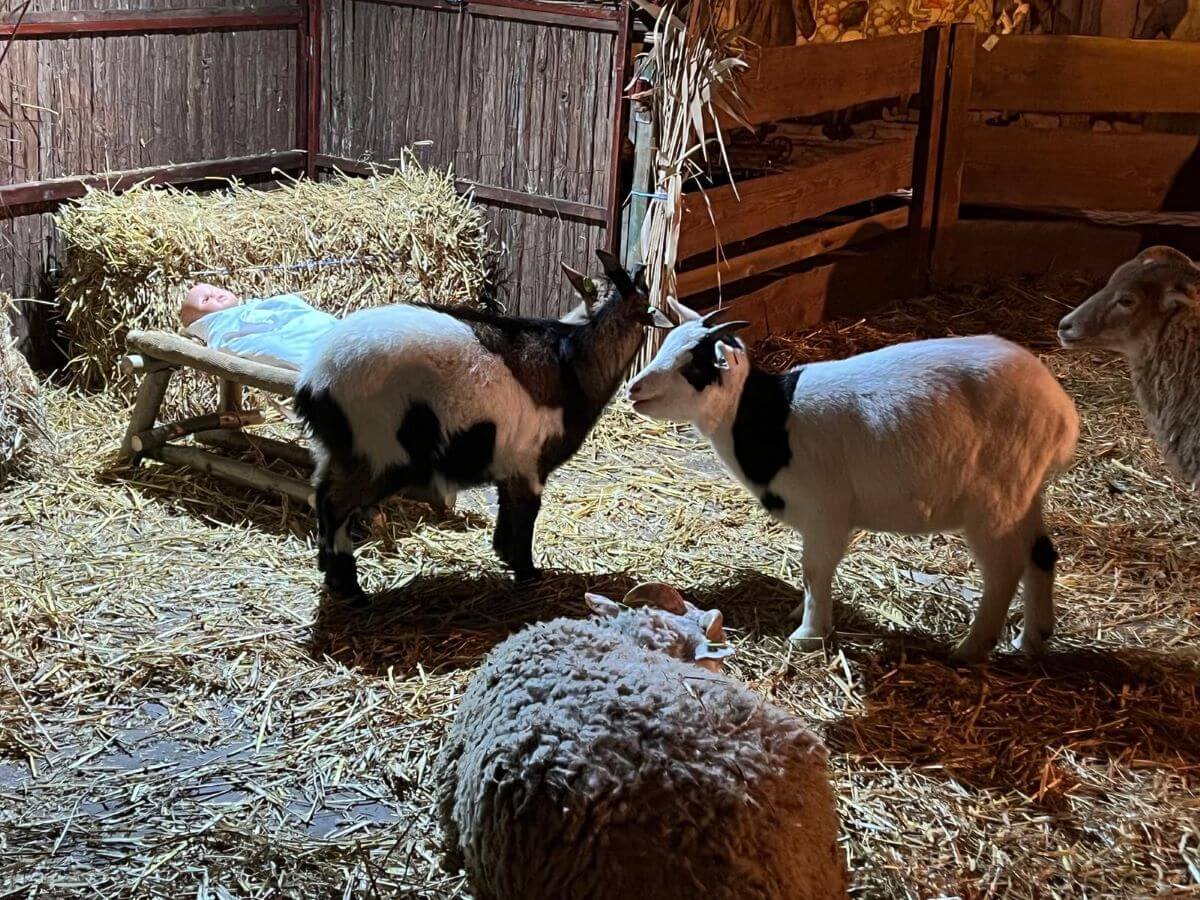 130.000 euro aan dwangsommen voor Bert’s Animal Verhuur - Animals Today