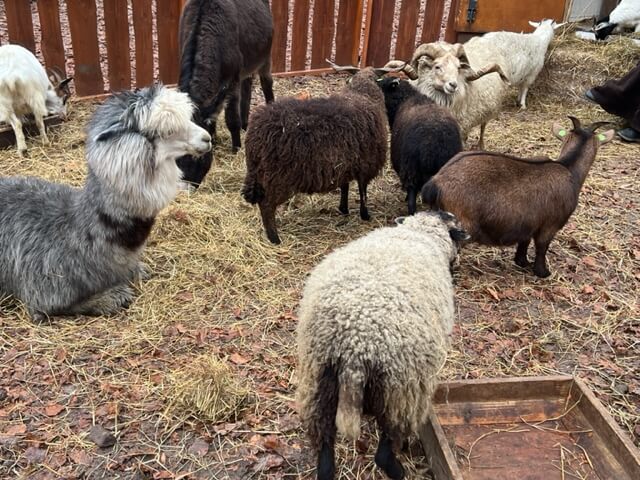 Karen’s blog: Zeg Bert, wanneer stop je nu eens? - Animals Today