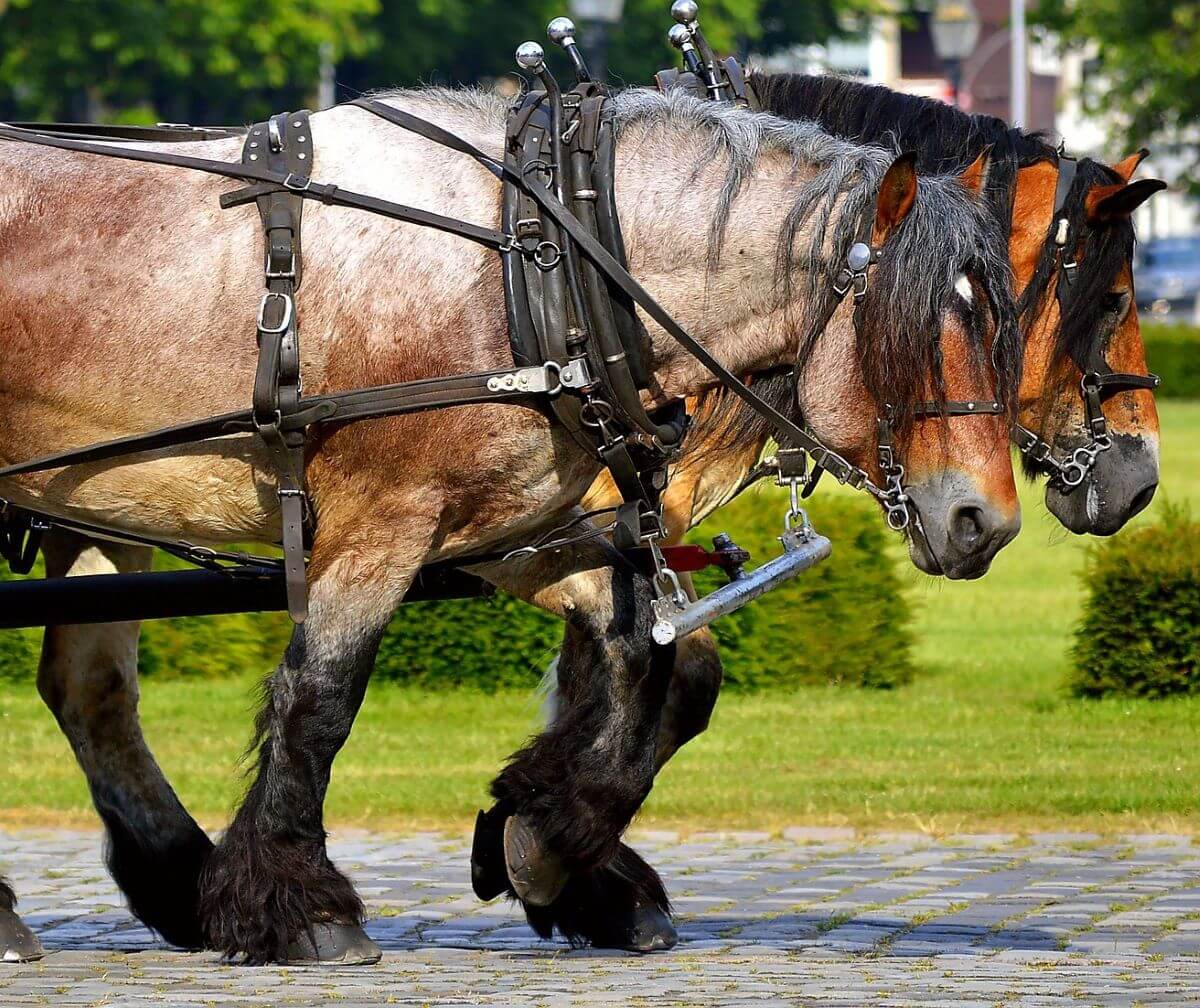 Frankrijk zet paard en wagen in om brandstof te besparen: dieren de ...