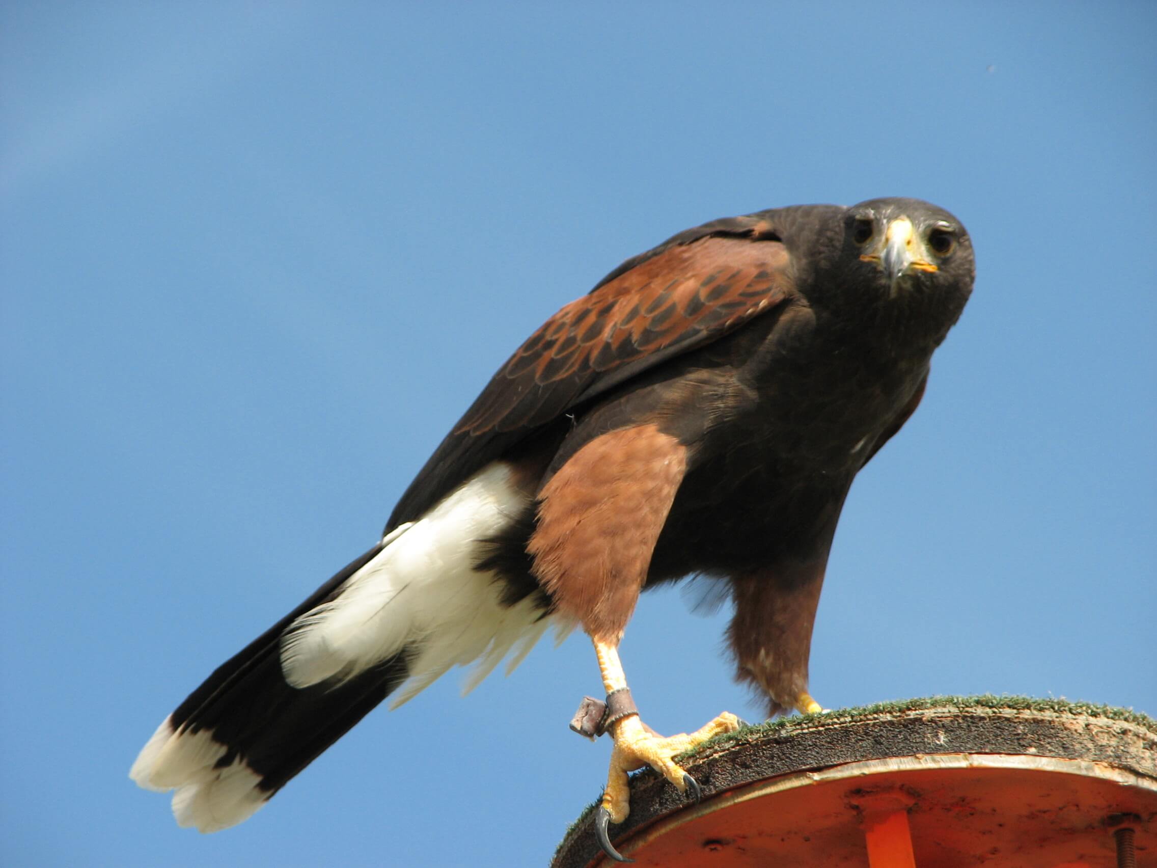 Roofvogelshow op een kinderboerderij? Stem mee en zeg nee!! - Animals Today