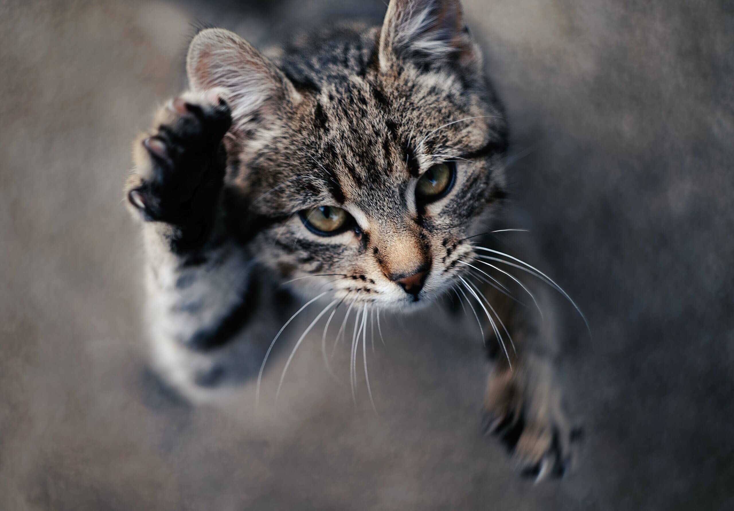 Katten willen best apporteren, maar wel op hun eigen manier - Animals Today