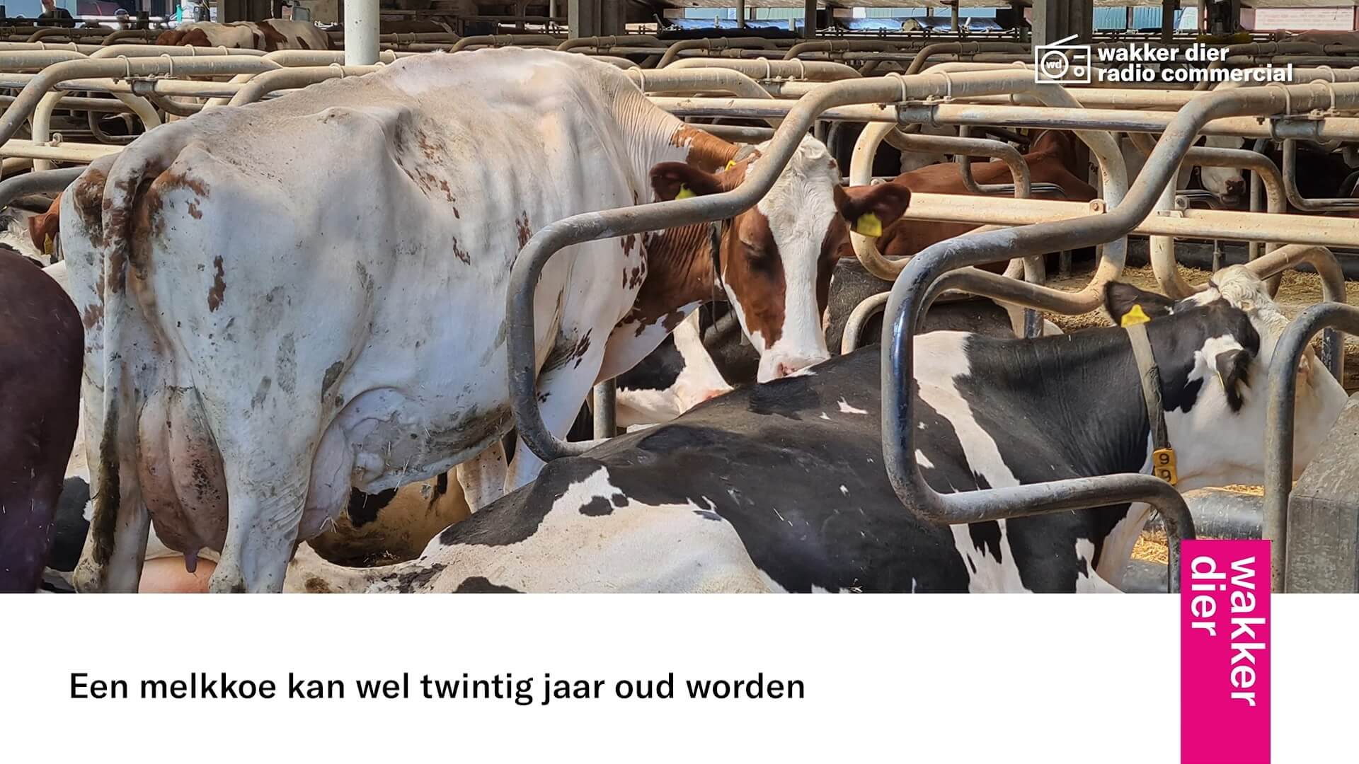 'Een melkkoe wordt gemiddeld maar zes jaar' - Animals Today