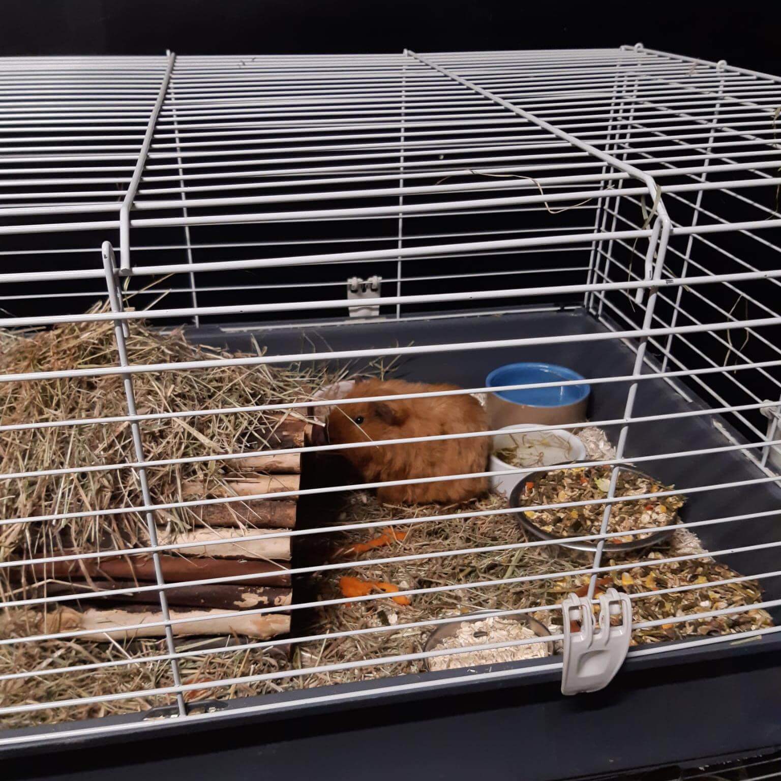 Hulp voor 417 cavia's van opvang Flappus in Zwolle! - Animals Today