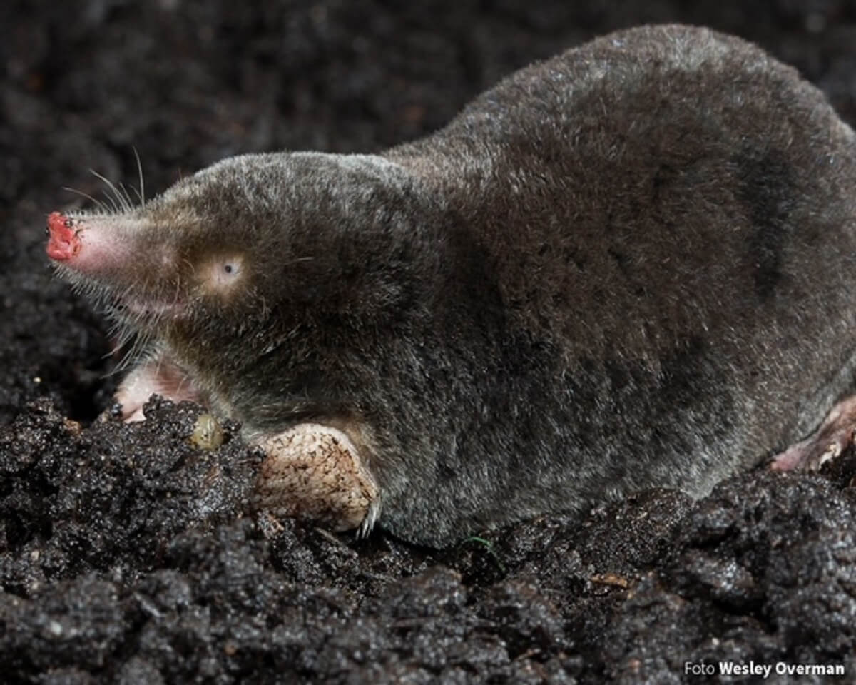 Doe mee met de Mollentelling 2023 - Animals Today