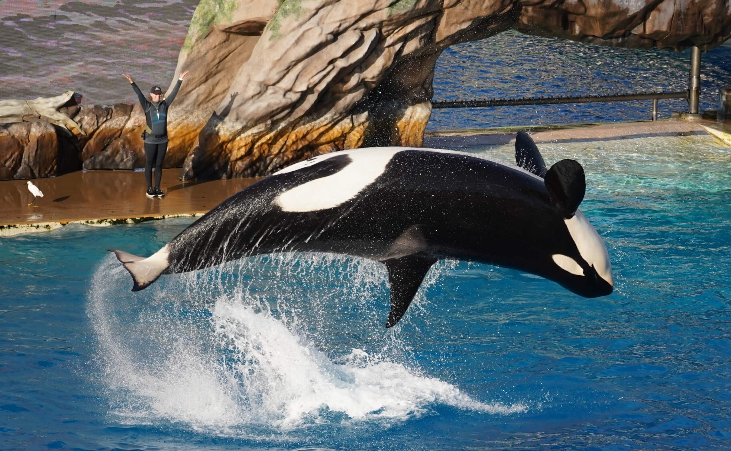Laatste orka in gevangenschap overleden in Canada