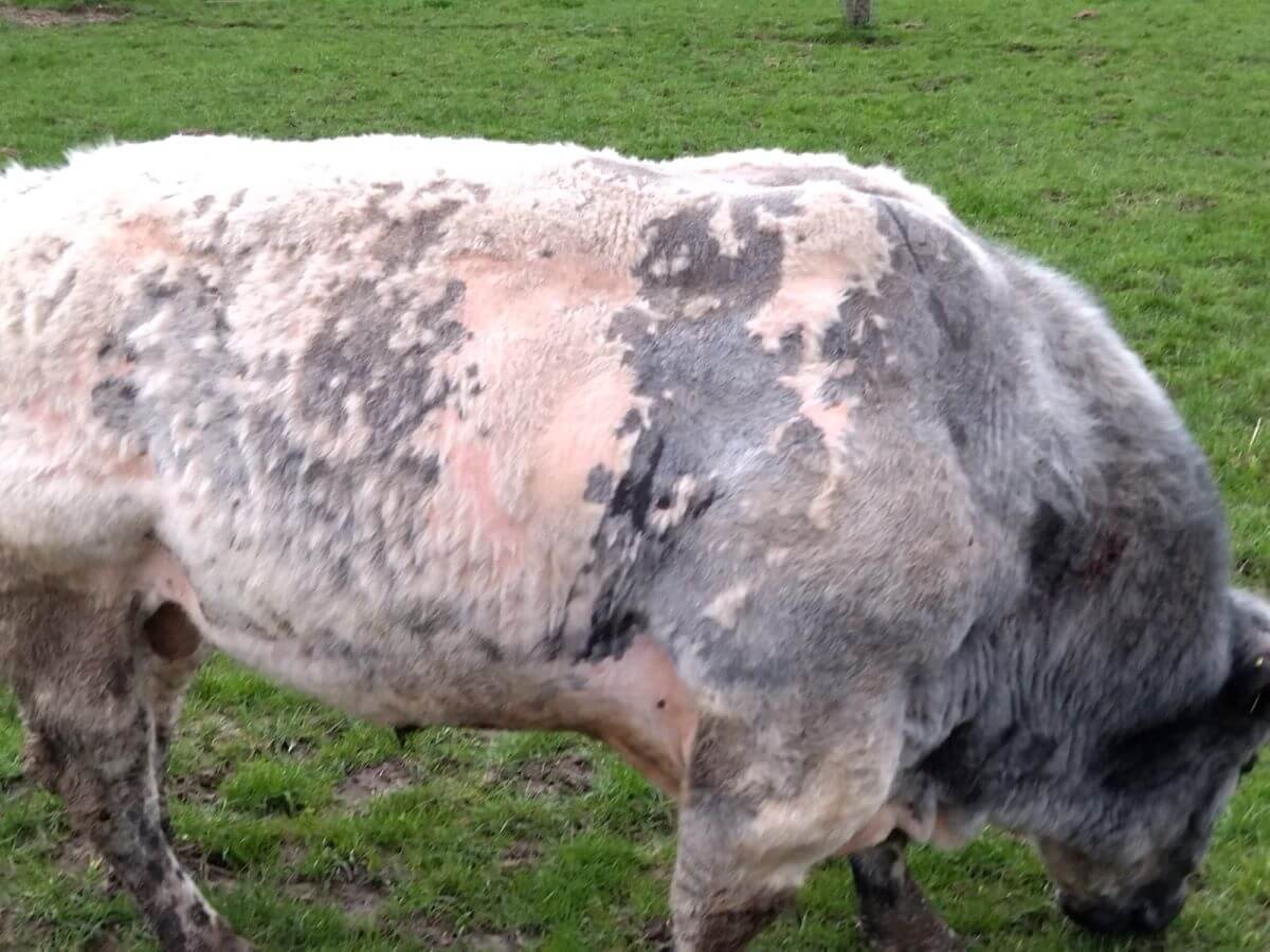 Beruchte boer die stier zorg ontnam gaat weer de fout in - Animals Today