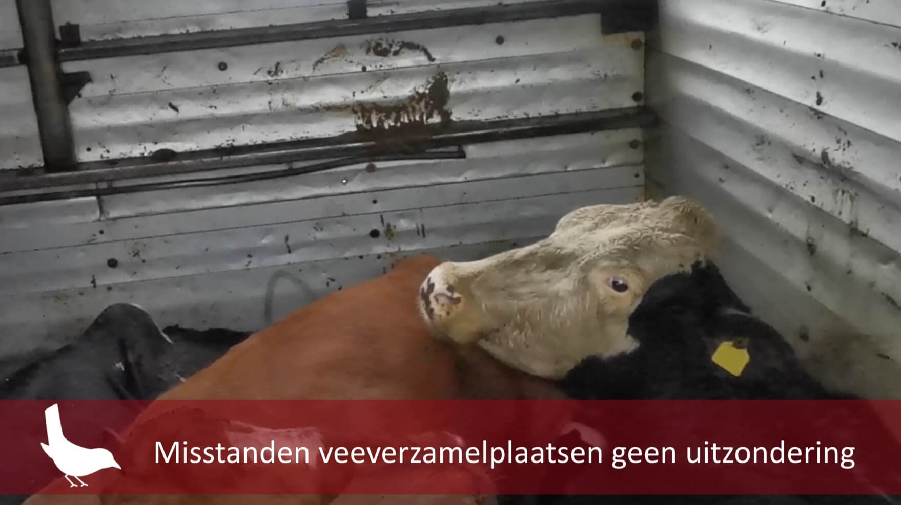 Misstanden verzamelplaatsen vee geen uitzondering maar regel (video ...