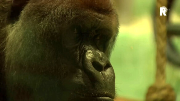 Gorilla Bokito tijdens narcose overleden - Animals Today