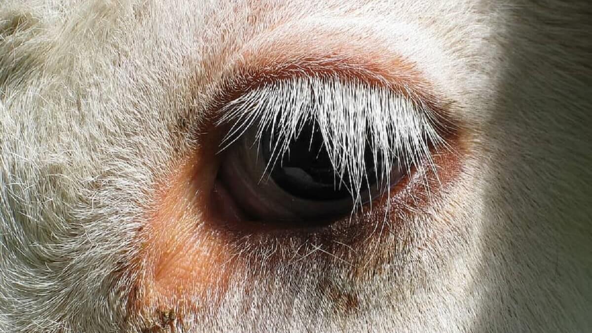 #GNvdD: Brazilië verbiedt export van levend vee - Animals Today