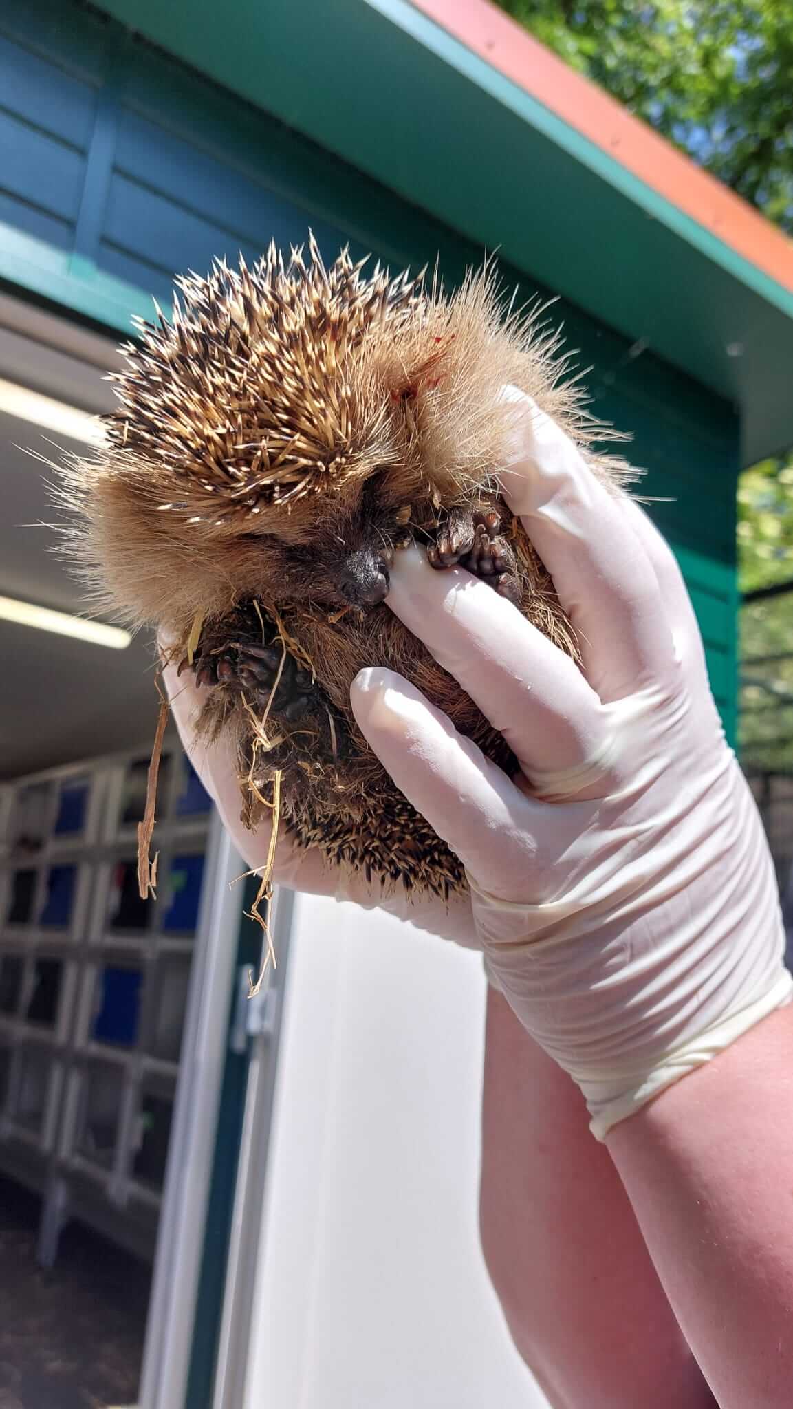 #GNvdD: Egel gered van (verboden!) lijmplank - Animals Today