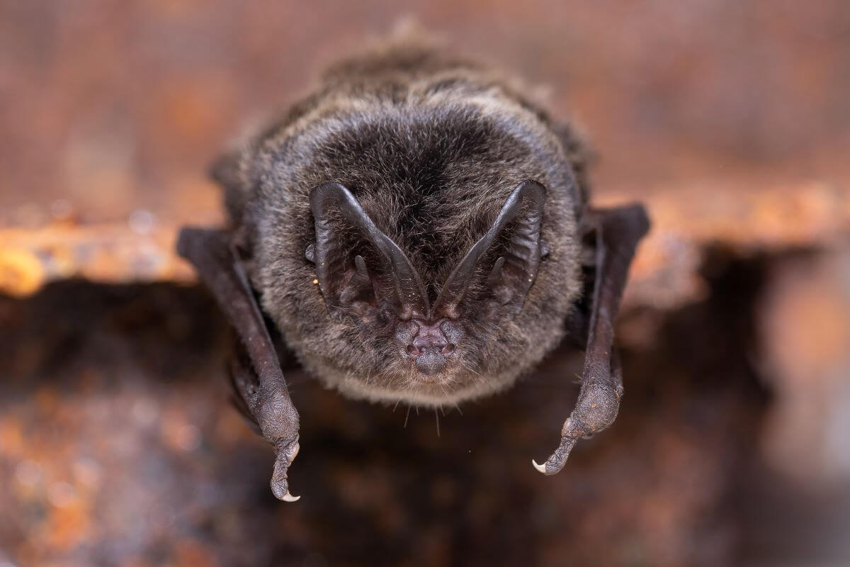 Eerste kraamkolonie mopsvleermuis in Nederland - Animals Today