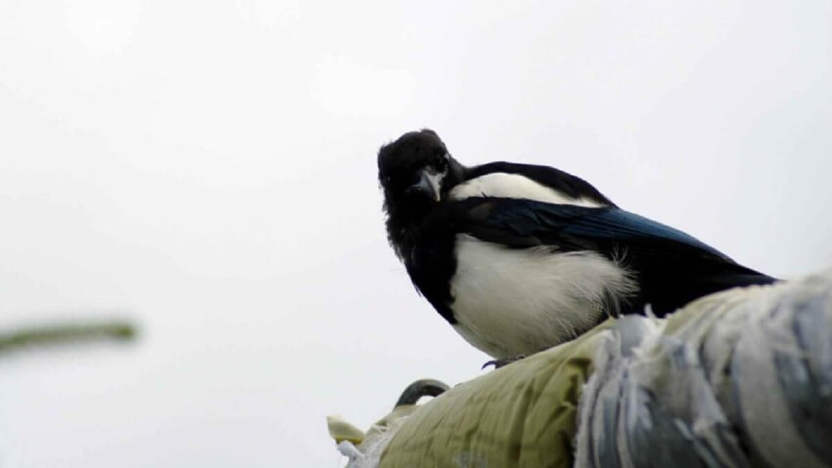 Het ultieme vogelwerende eksternest - Animals Today