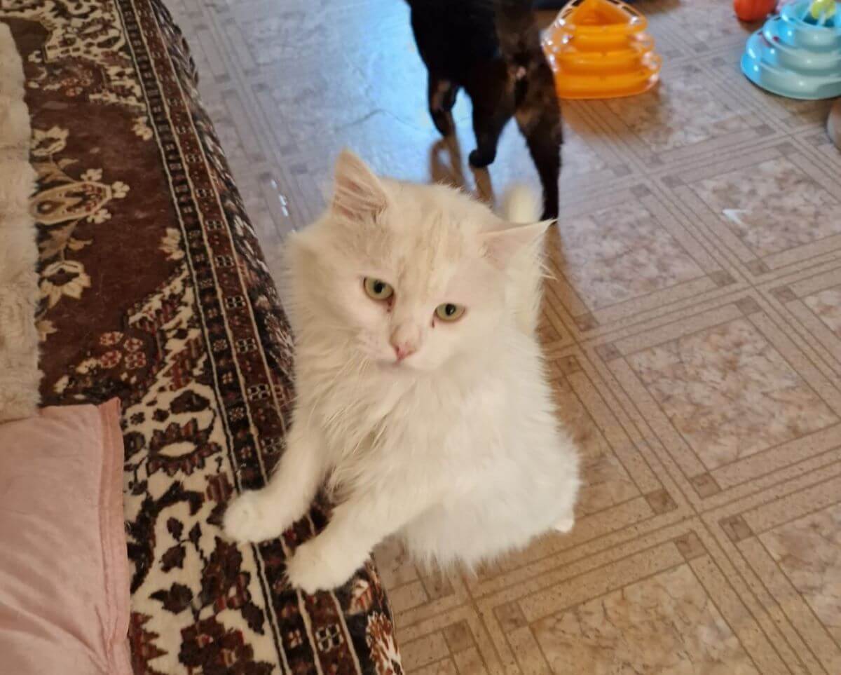 Kattenhuisje voor geredde katten in Dnipro, Oekraïne! - Animals Today