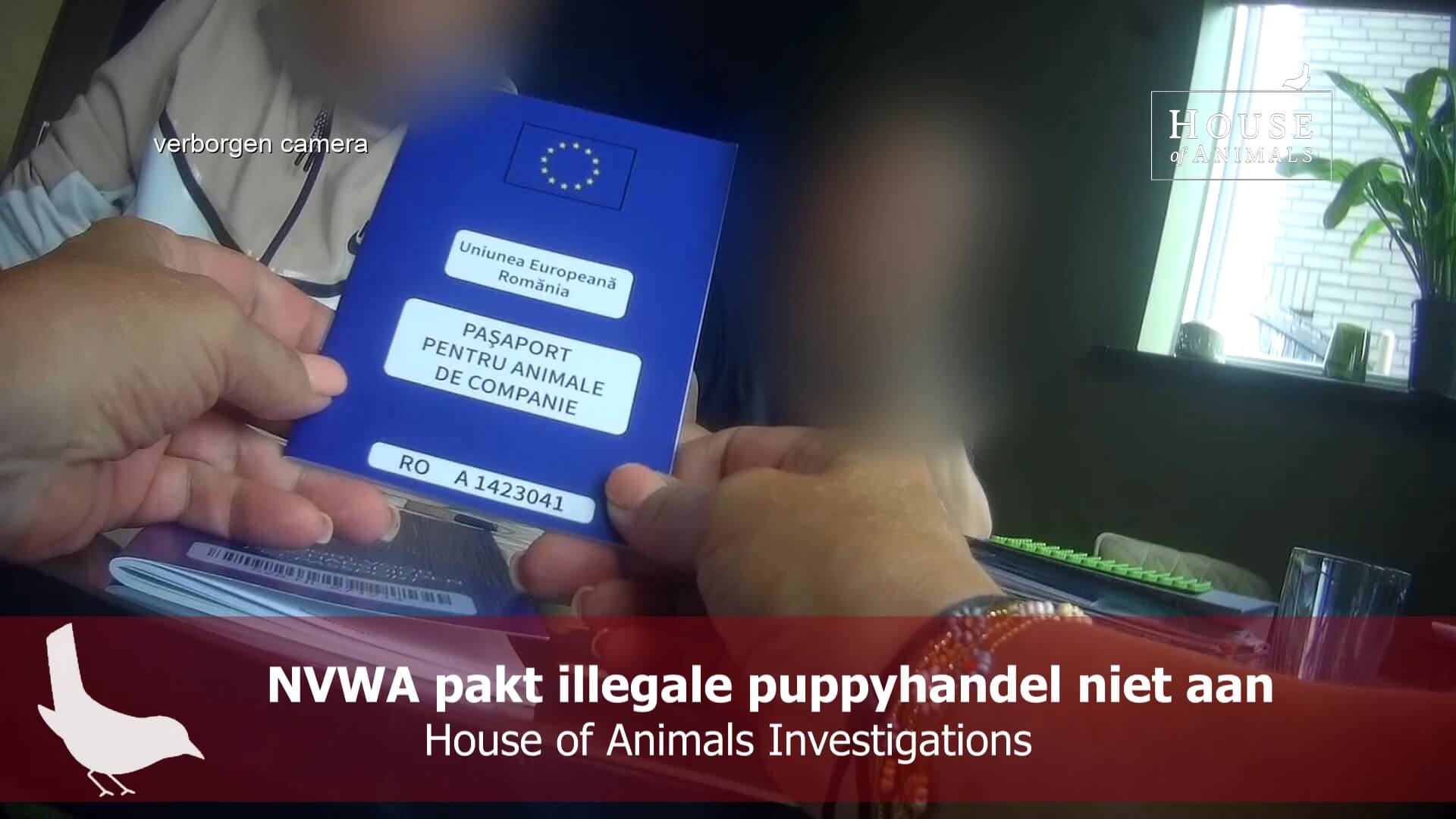 NVWA pakt illegale puppyhandel niet aan (video) - Animals Today