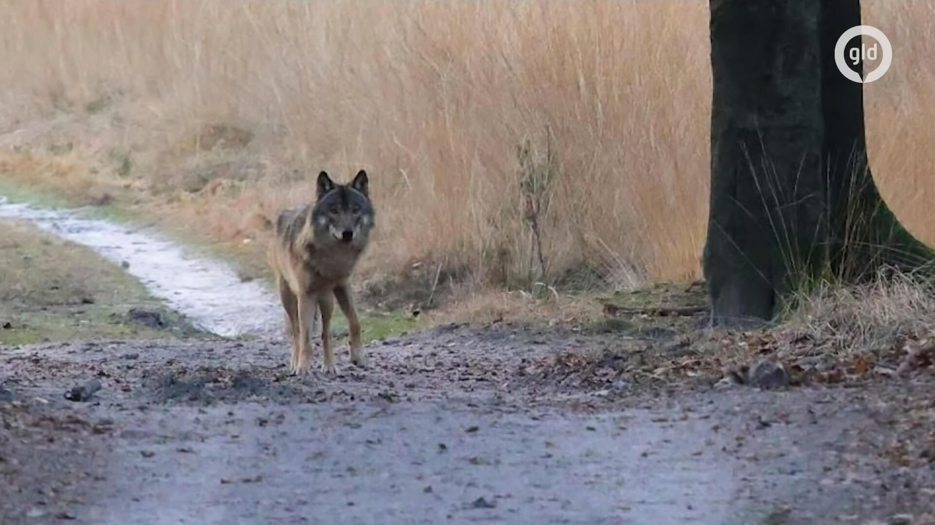 Wolf verstoord door Nationaal Park de Hoge Veluwe - Animals Today