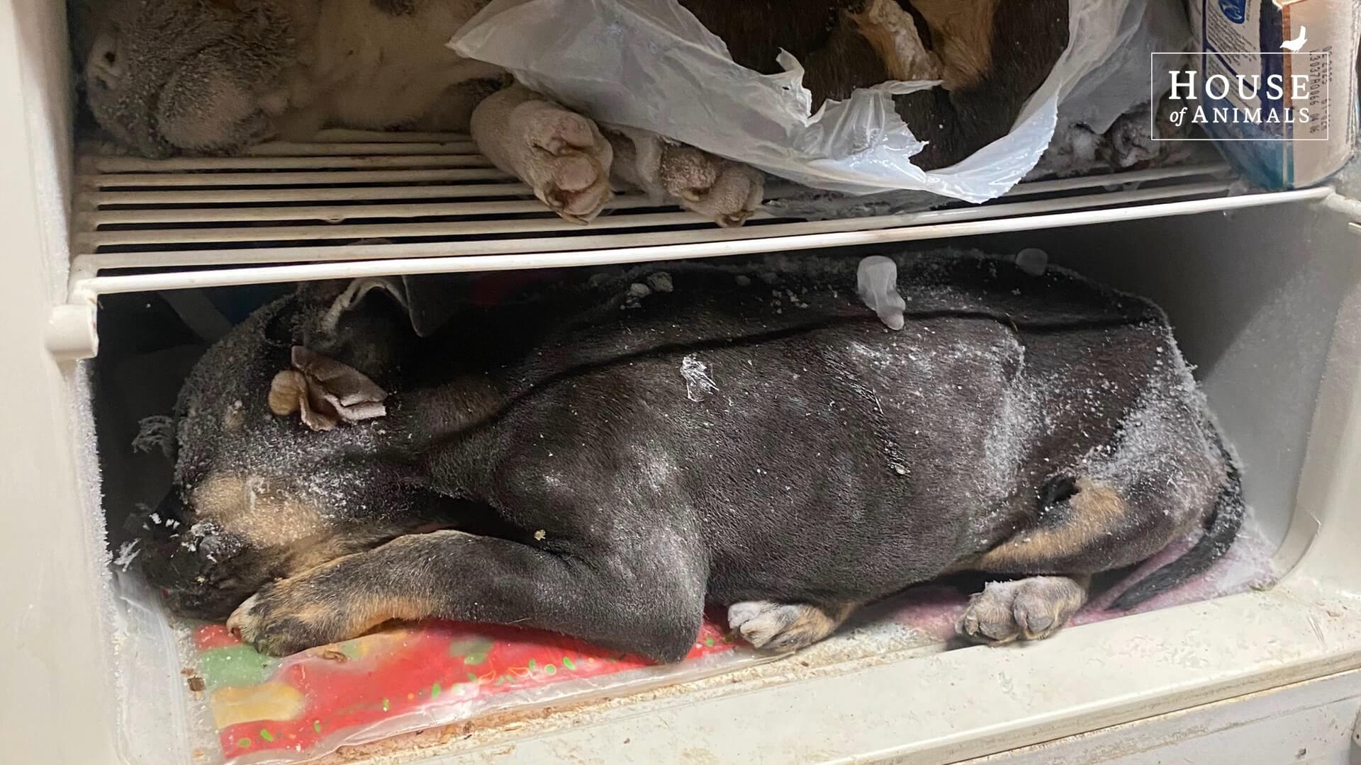 €23.000 boete voor Nederlandse fokster in Hongarije (video) - Animals Today