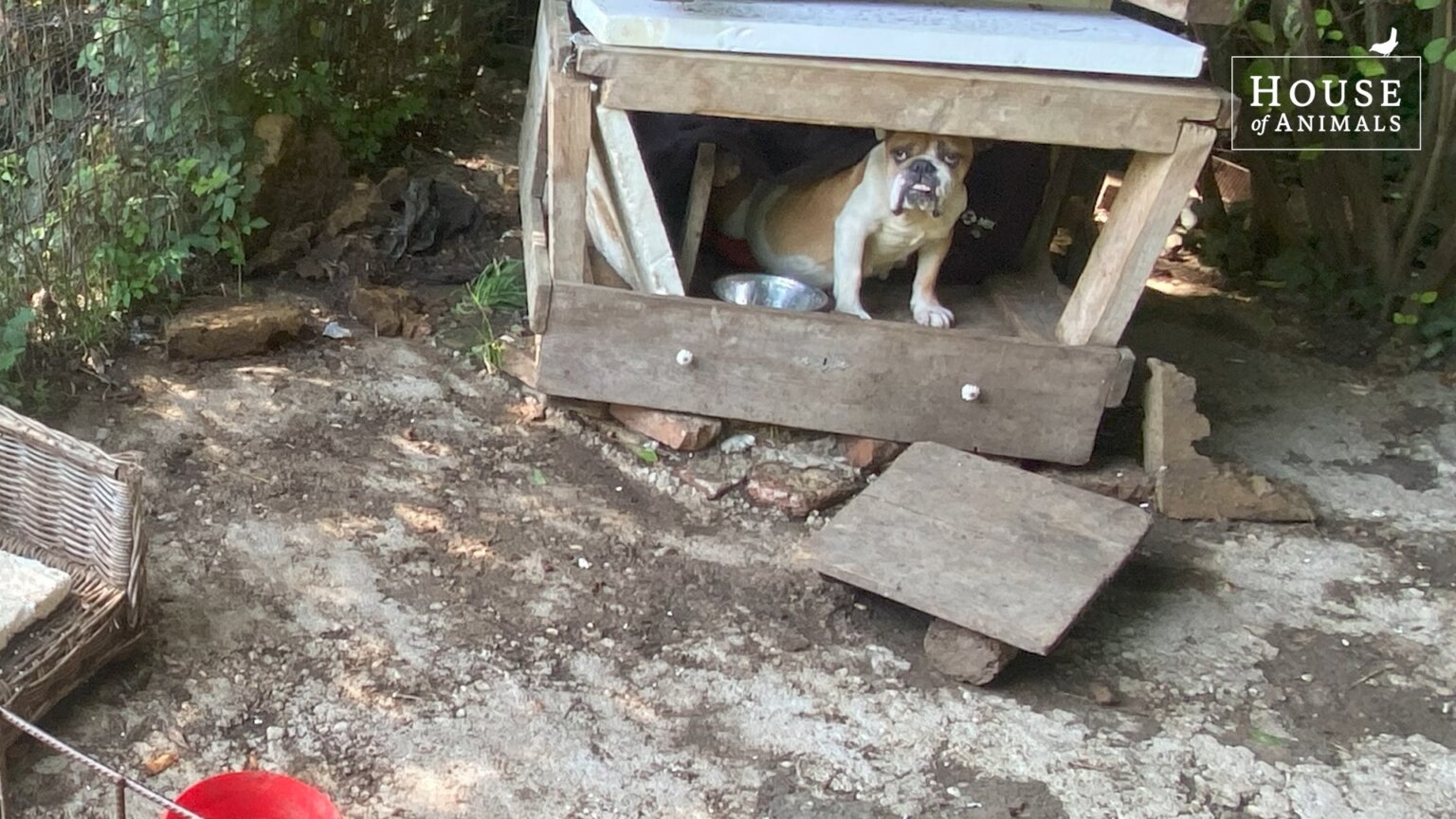 €23.000 boete voor Nederlandse fokster in Hongarije (video) - Animals Today