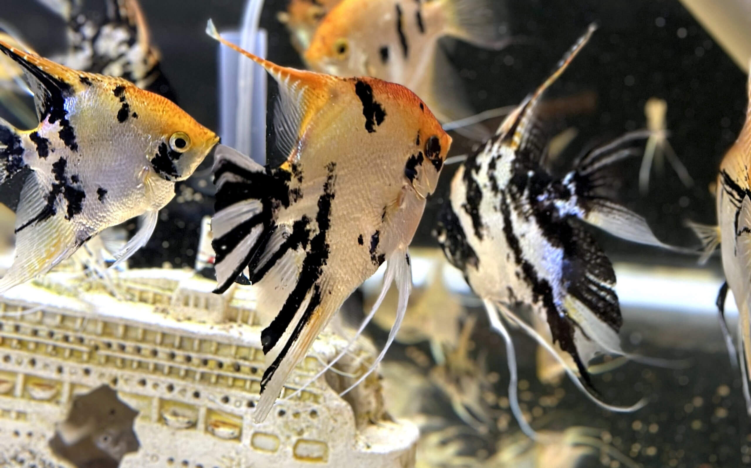 Een asiel voor vissen, want ‘elke vis heeft een zieltje’ - Animals Today