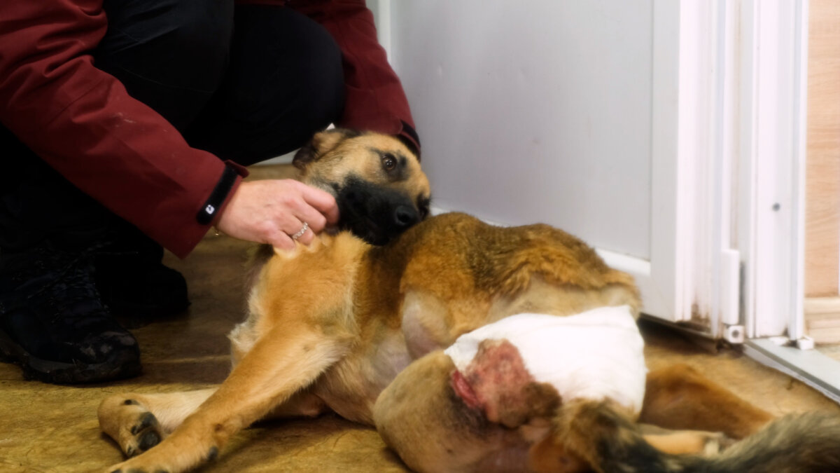 Noodhospitaal voor oorlogsdieren in Oekraïne - Animals Today