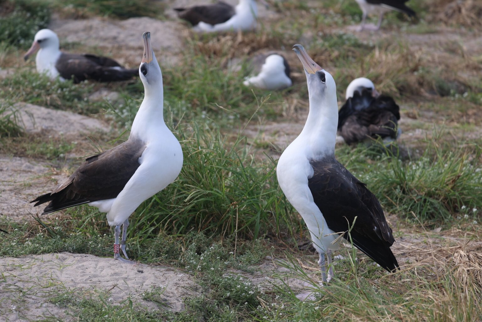 's Werelds oudste wilde vogel Wisdom (75) terug op Midway Atoll ...