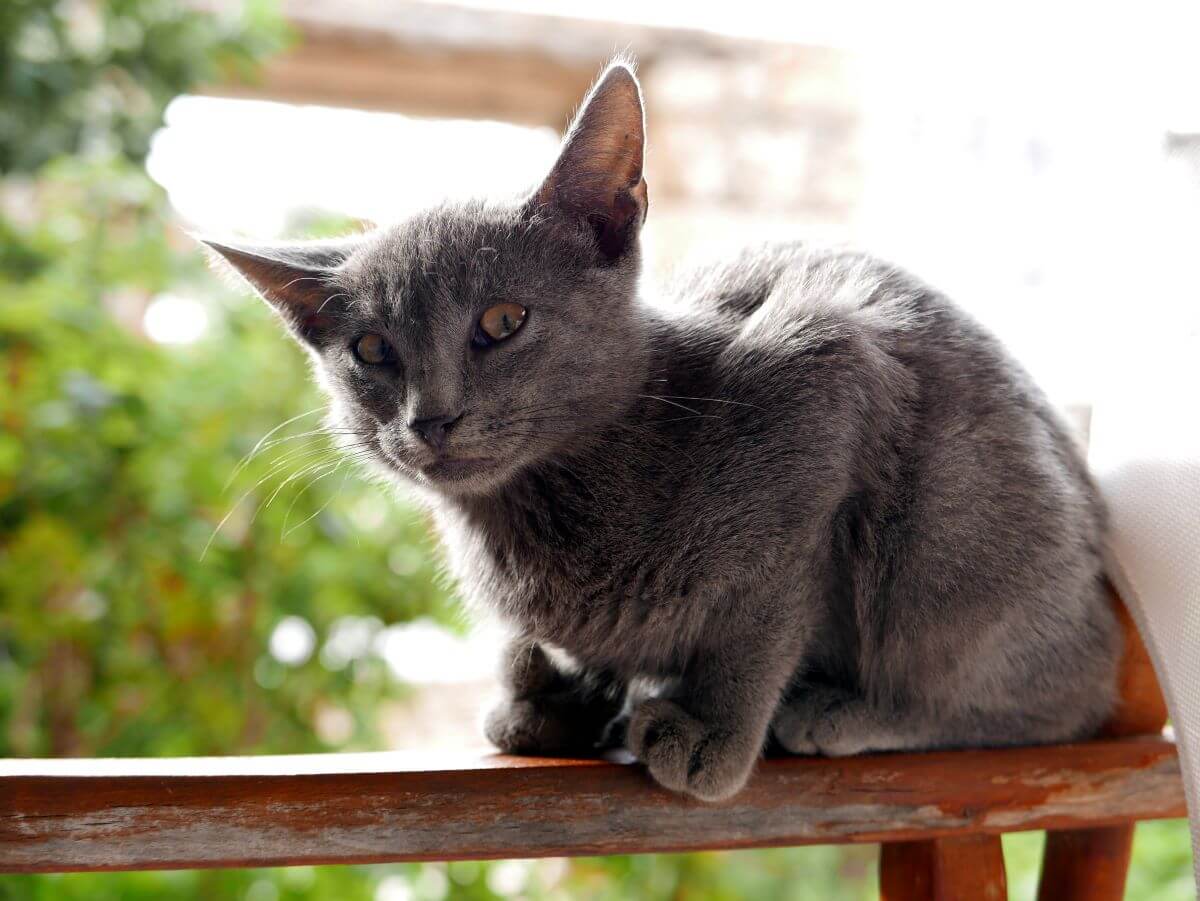 Zo bekijkt en beleeft jouw kat de wereld! - Animals Today