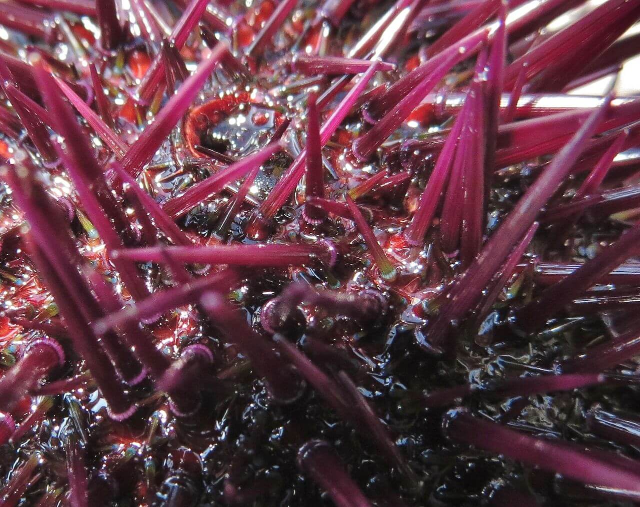 Zee-egels bij Sicilië bedreigd door 'spaghetti ai ricci di mare ...