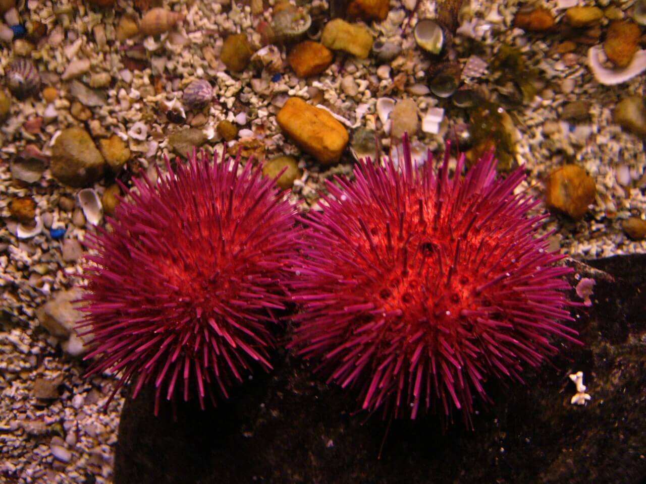 Zee-egels bij Sicilië bedreigd door 'spaghetti ai ricci di mare ...