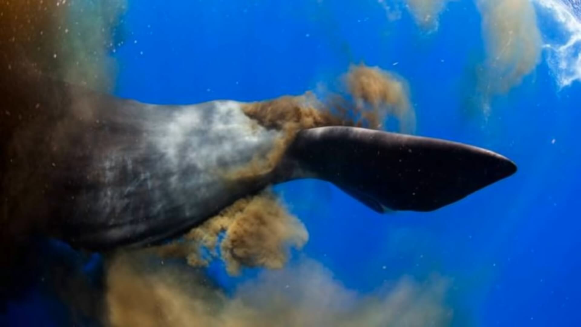 Potvissen laten orka’s een poepie ruiken - Animals Today