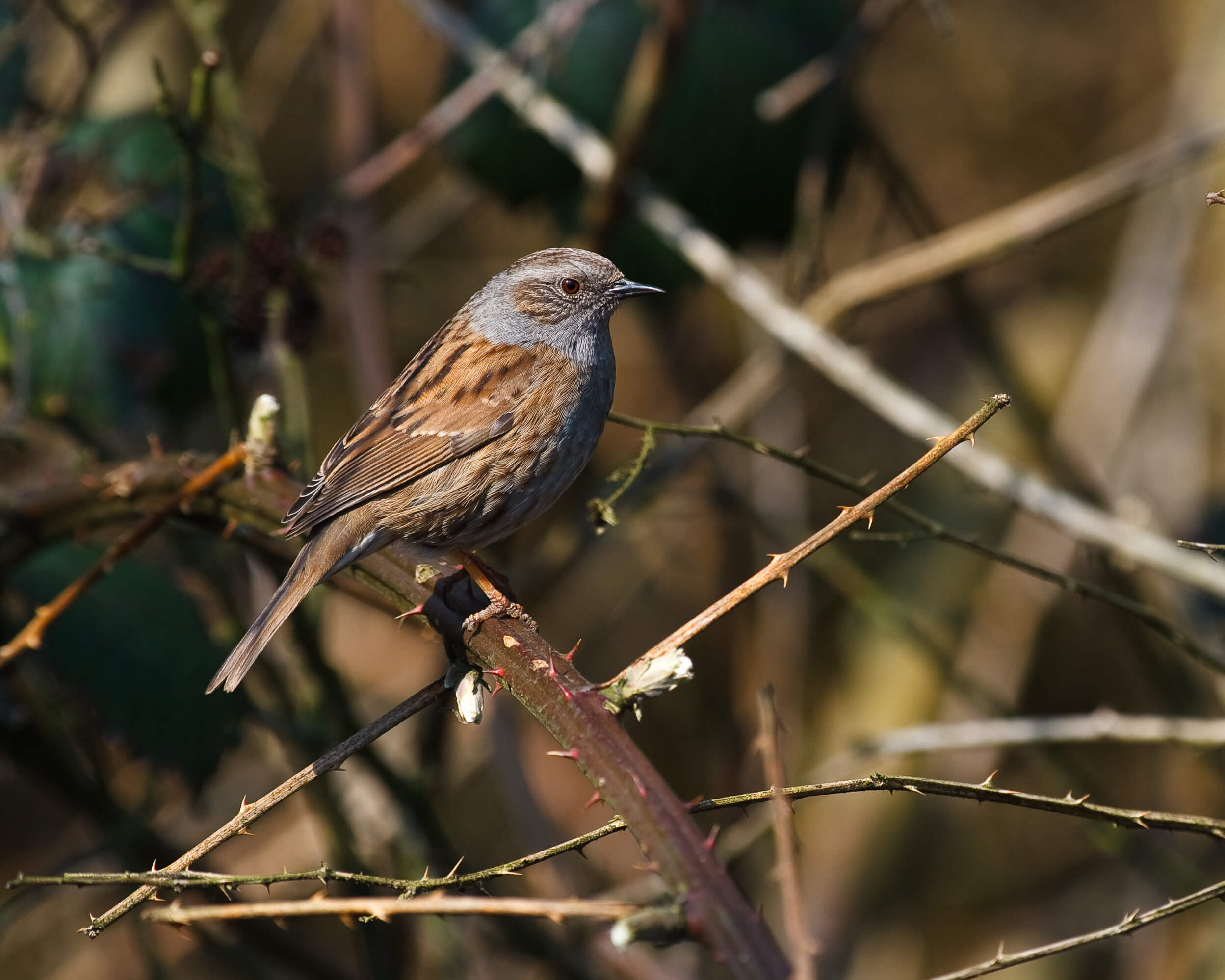 Bewoners De Koog in verzet voor broedende vogels - Animals Today