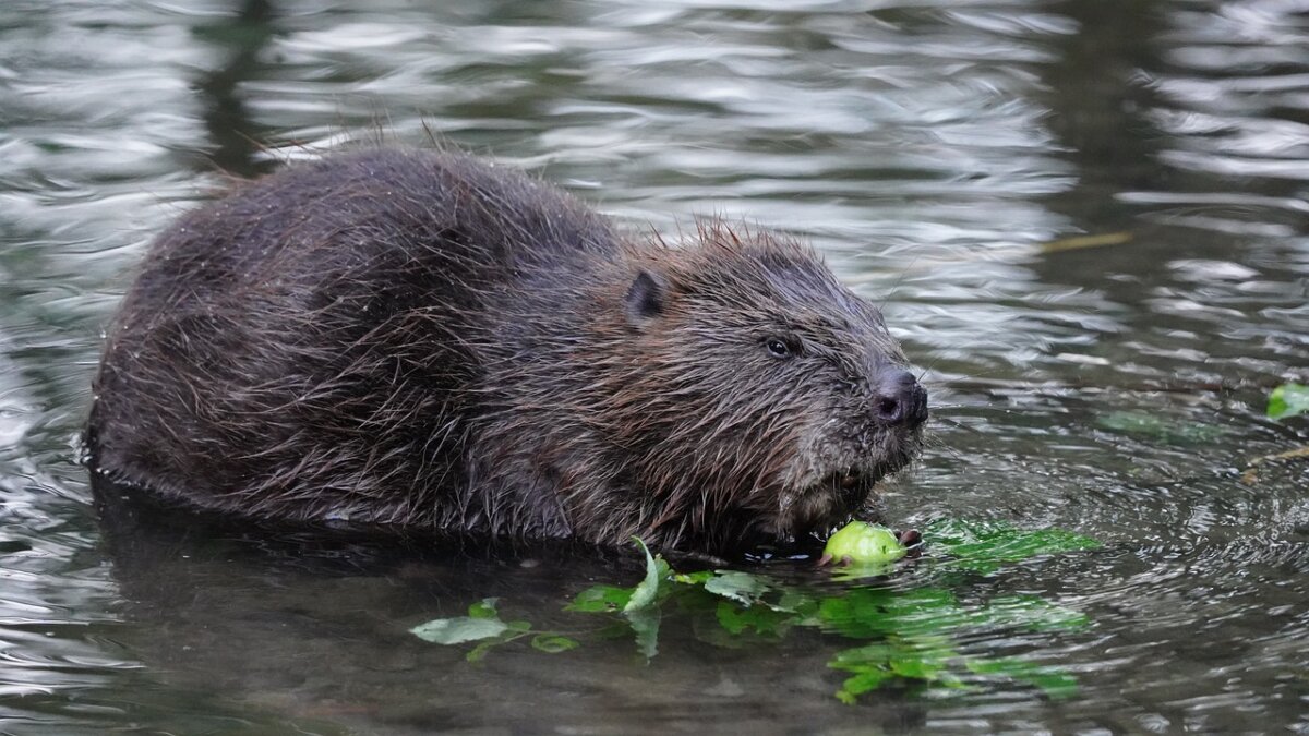 #GNvdD: Bever na 400 jaar weer terug in Wales - Animals Today