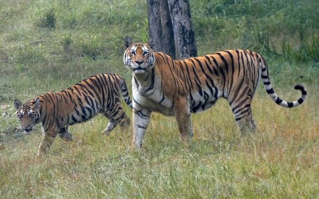 #GNvdD: Eindelijk meer wilde tijgers in Thailand - Animals Today