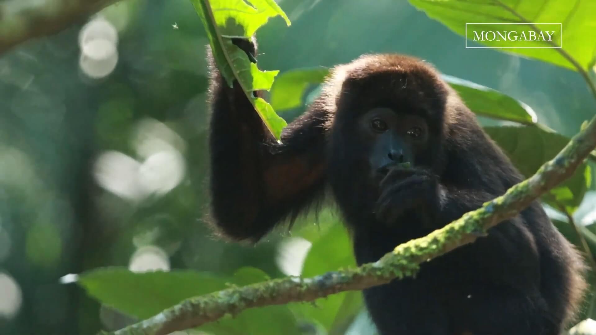 De bruine brulapen van Brazilië - Animals Today