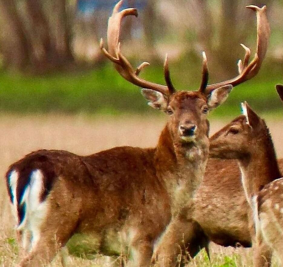 Wie onthoofdde damhert 'De Grote Man' in de Hoeksche Waard? - Animals Today