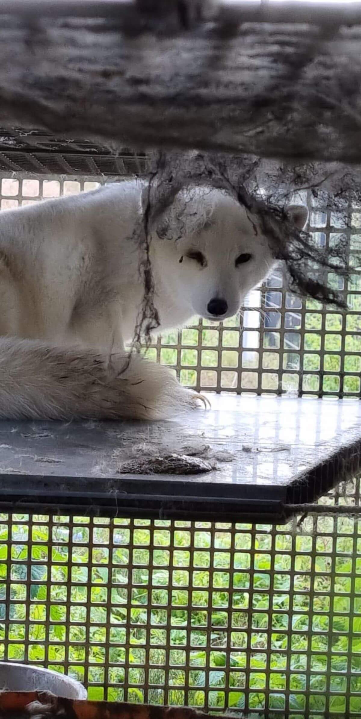 Nieuwe schokkende beelden bij hondenfokker in Chaam - Animals Today