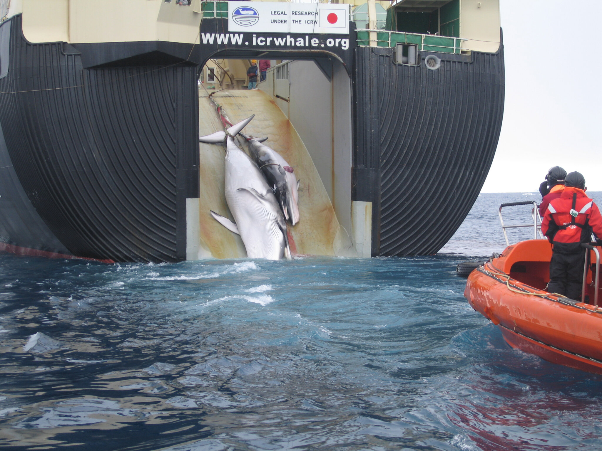 Japan staat vangst op 412 vinvissen in 2026 toe - Animals Today
