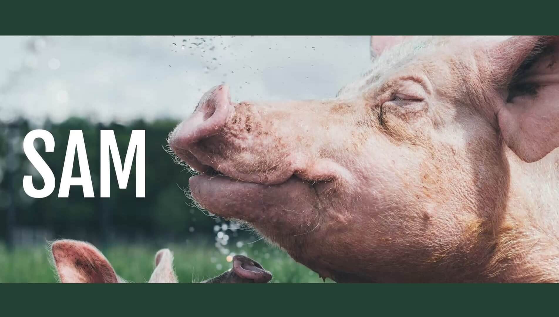 Film SAM is een integere liefdesverklaring aan het varken - Animals Today