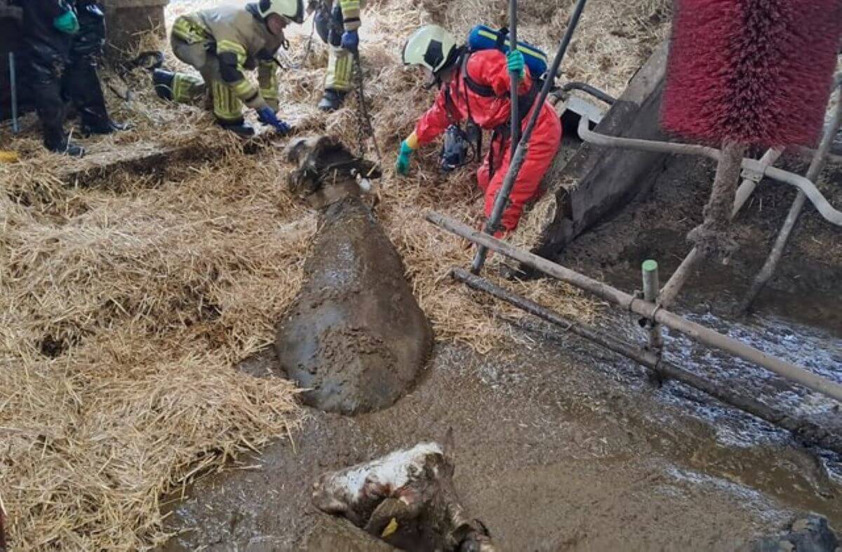 Stalvloer stort in: 40 koeien vast in mest (update) - Animals Today