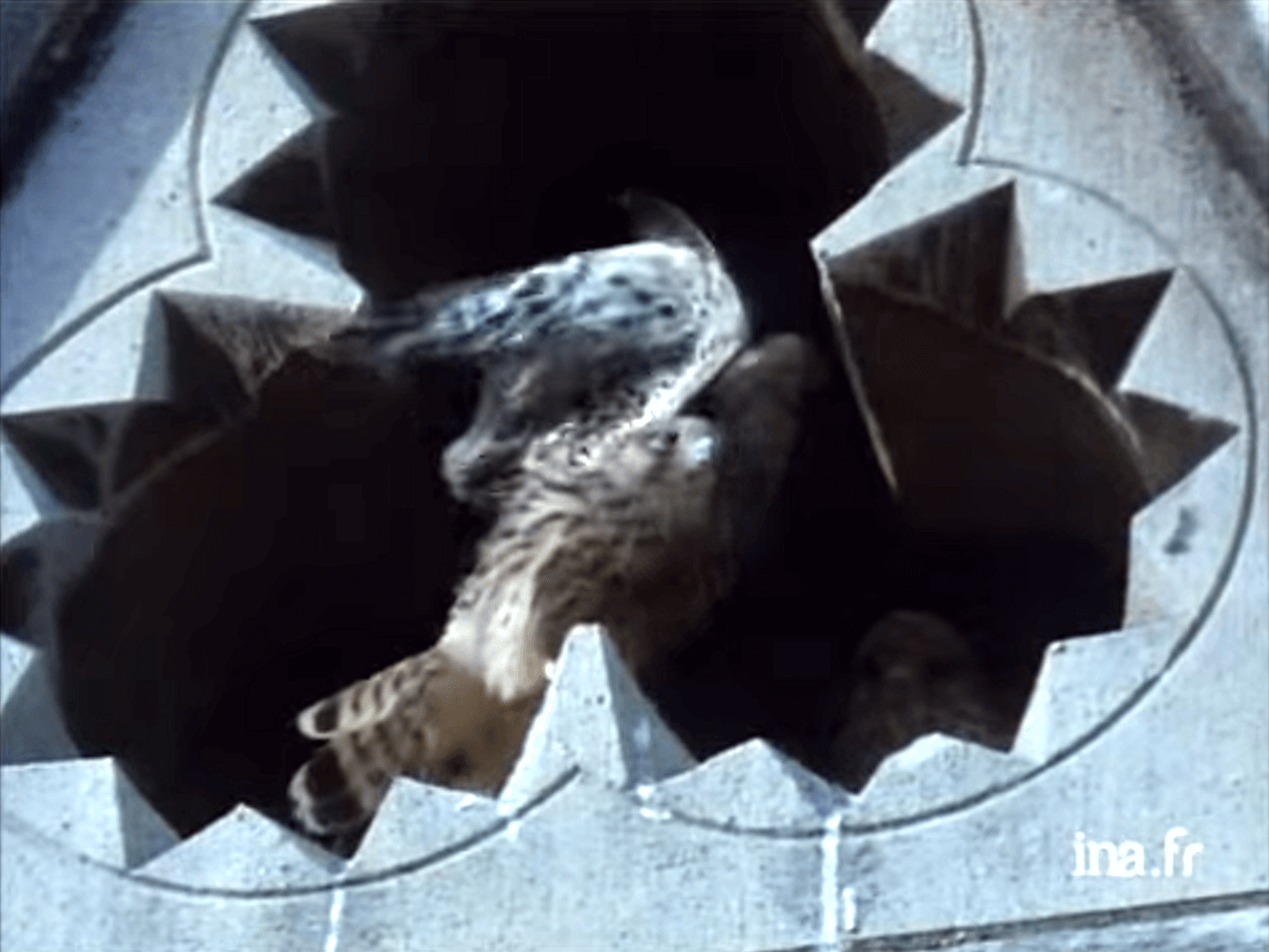 De Notre-Dame is een stedelijk natuurreservaat voor wilde dieren ...