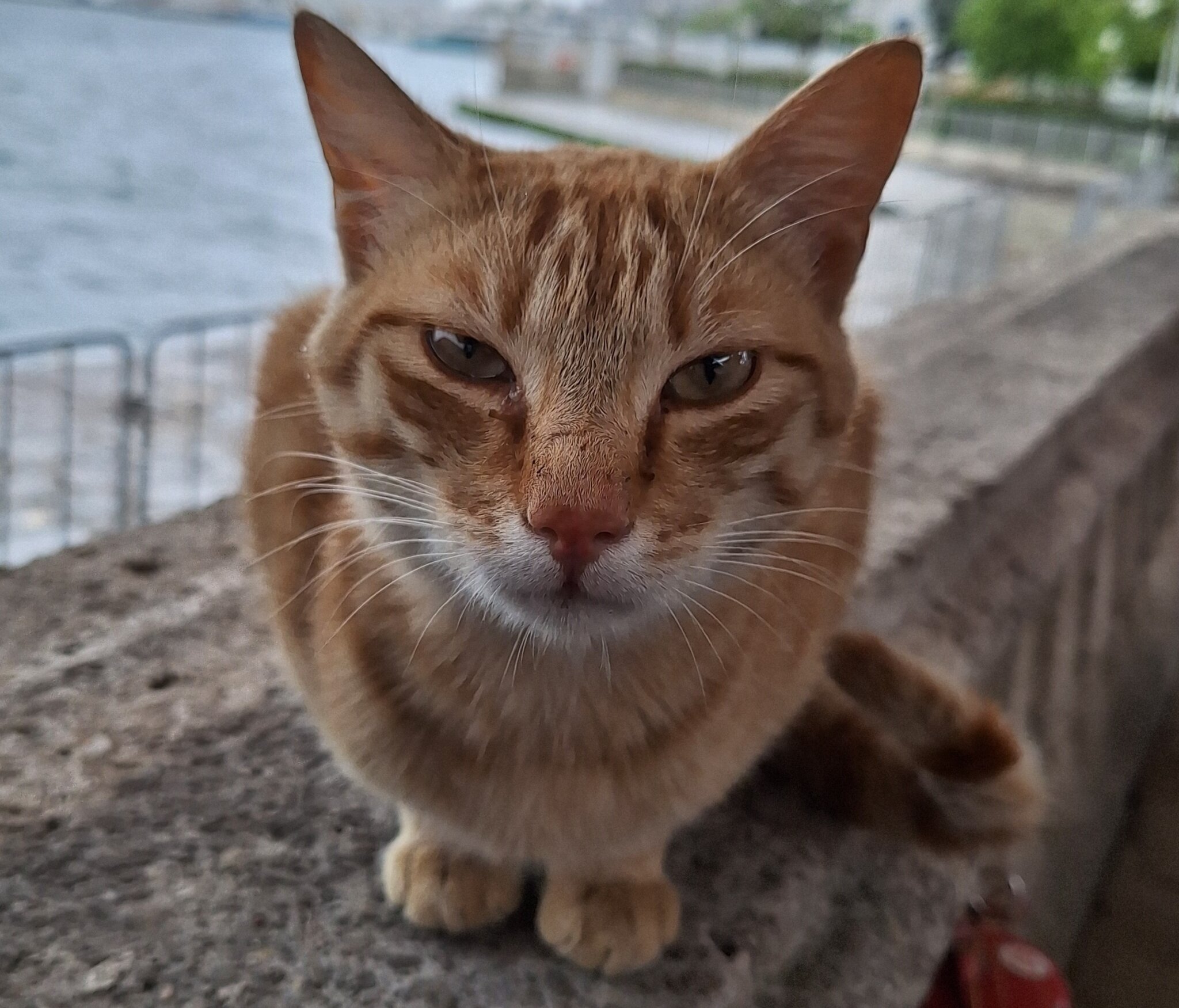 Oranje katten hebben ‘iets’ omdat er wat ontbreekt - Animals Today