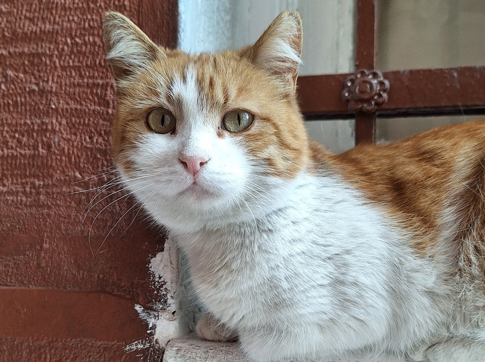 Oranje katten hebben ‘iets’ omdat er wat ontbreekt - Animals Today