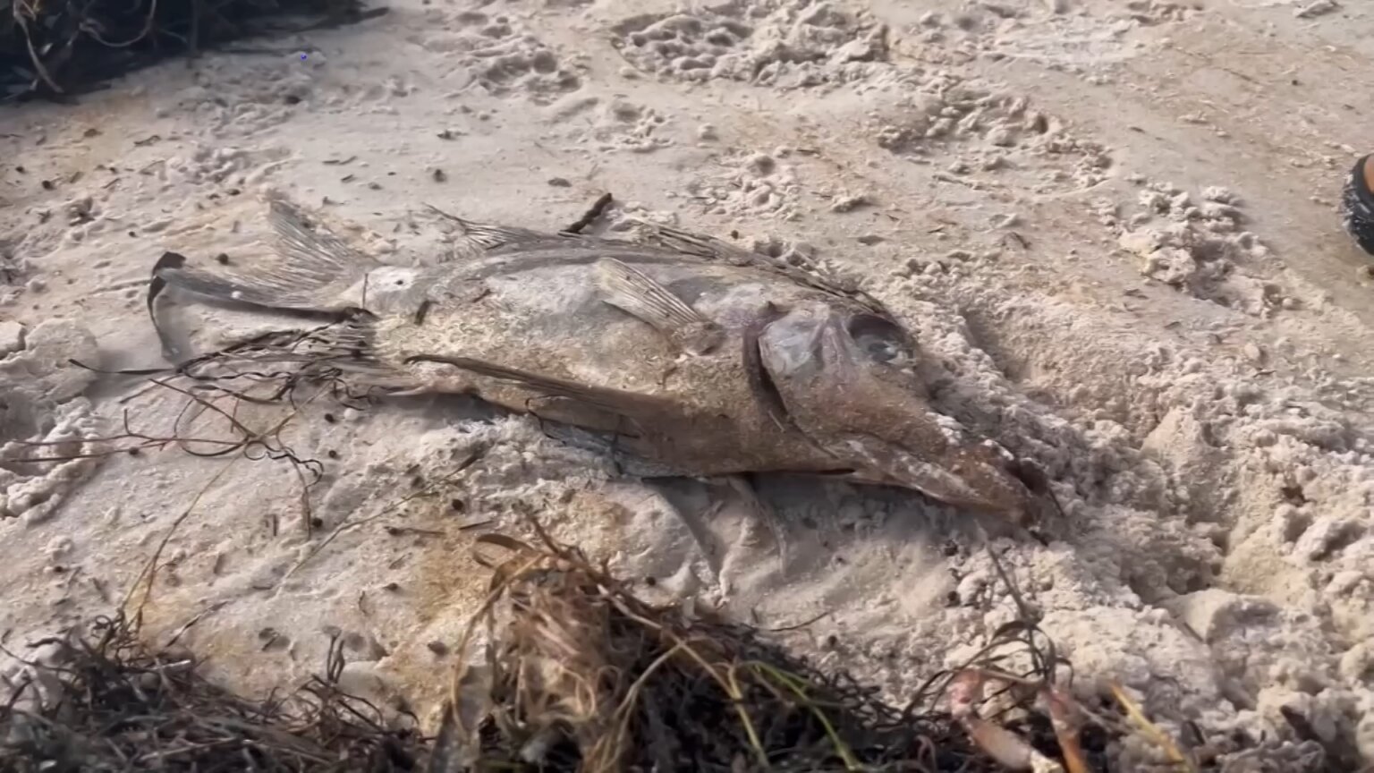 Ruim 13.000 dode zeedieren door giftige algen Zuid-Australië - Animals ...