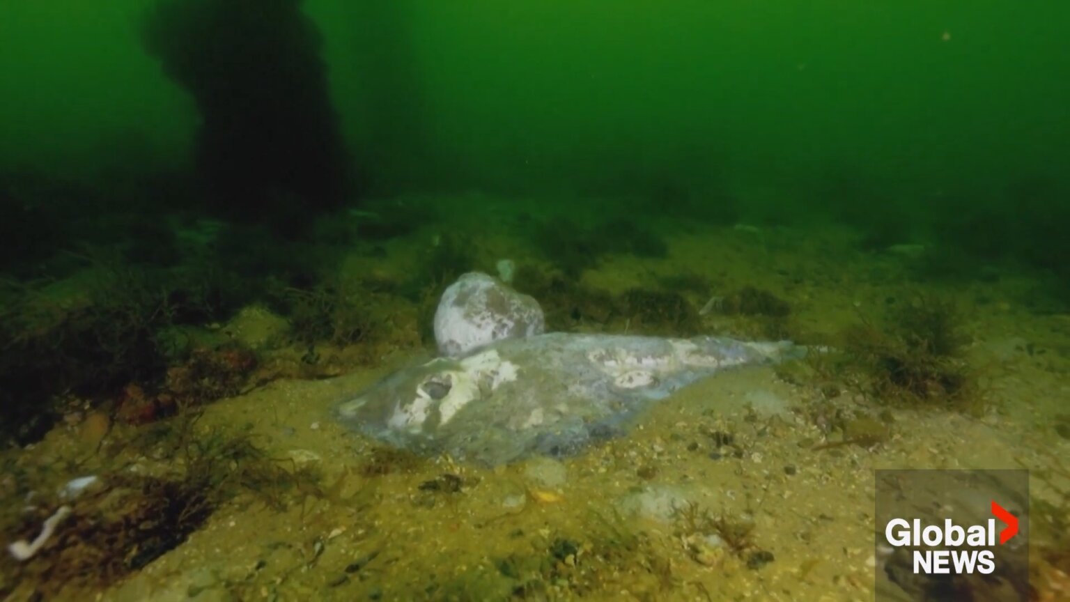 Ruim 13.000 dode zeedieren door giftige algen Zuid-Australië - Animals ...