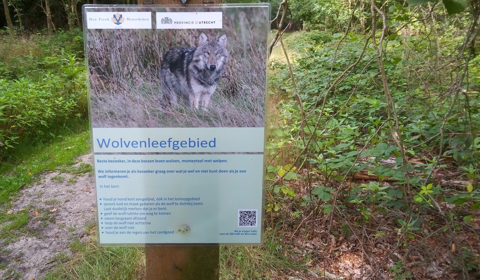 Wolf Bram mag dood van de rechter - Animals Today