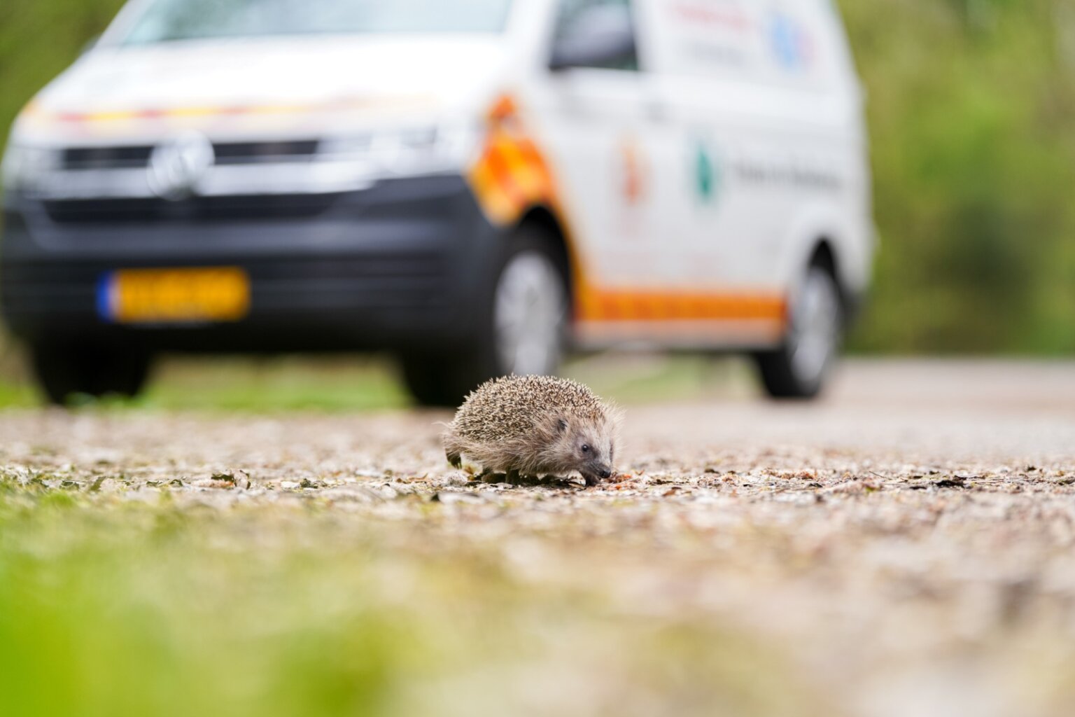Structurele steun voor wildopvang eindelijk een feit - Animals Today